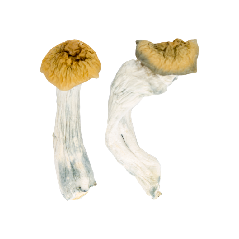Blue Meanie Magic Mushrooms: Everything You Need to Know - Shroom Bros ...