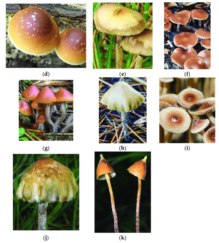 Different Types Of Magic Mushrooms: Everything You Need To Know ...