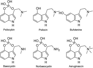 Dino Eggs Magic Mushrooms: Everything You Need To Know In 2024 - Shroom ...
