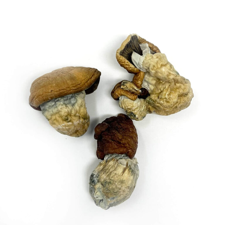 Dino Eggs Magic Mushrooms: Everything You Need To Know In 2024 - Shroom ...